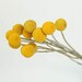 10/20/30 Stems Dried Billy Ball Dry Craspedia, Golden Ball Billy Buttons Dried Flower Floral ...