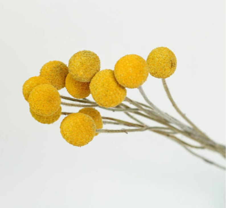 10/20/30 Stems Dried Billy Ball Dry Craspedia, Golden Ball Billy Buttons Dried Flower Floral ...