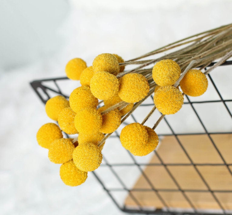 10/20/30 Stems Dried Billy Ball Dry Craspedia, Golden Ball Billy Buttons Dried Flower Floral ...