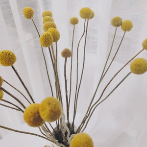 10/20/30 Stems Dried Billy Ball Dry Craspedia, Golden Ball Billy Buttons Dried Flower Floral ...
