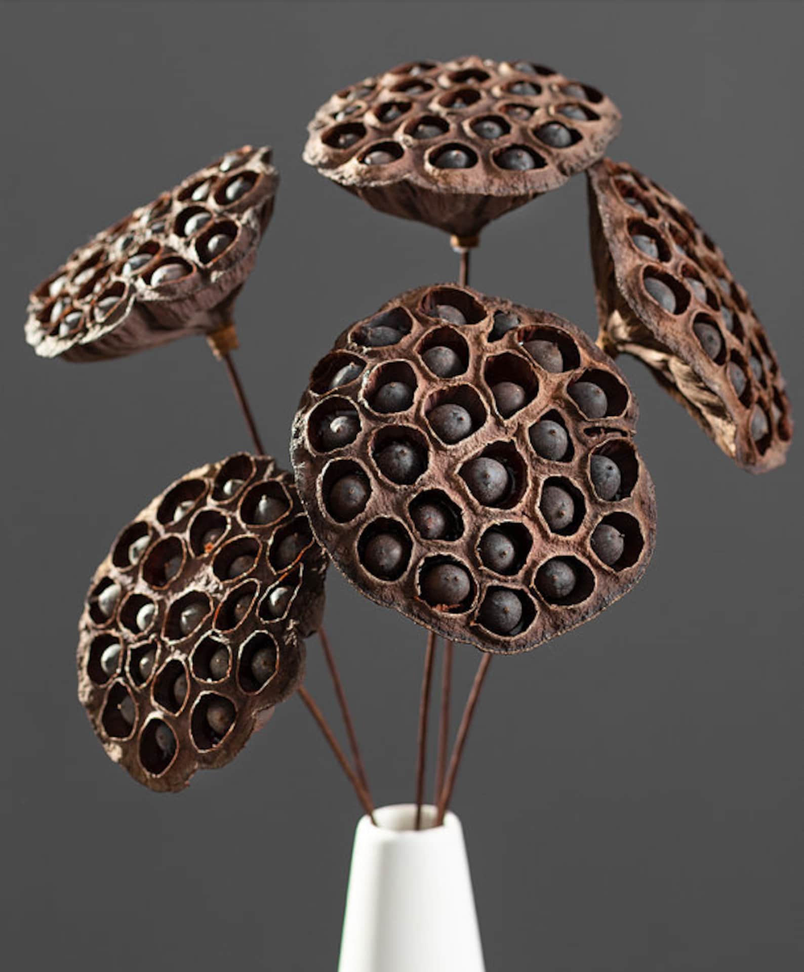 Dried Lotus Pods on Stem,natural Dried Lotus Pods,decoration,dried ...