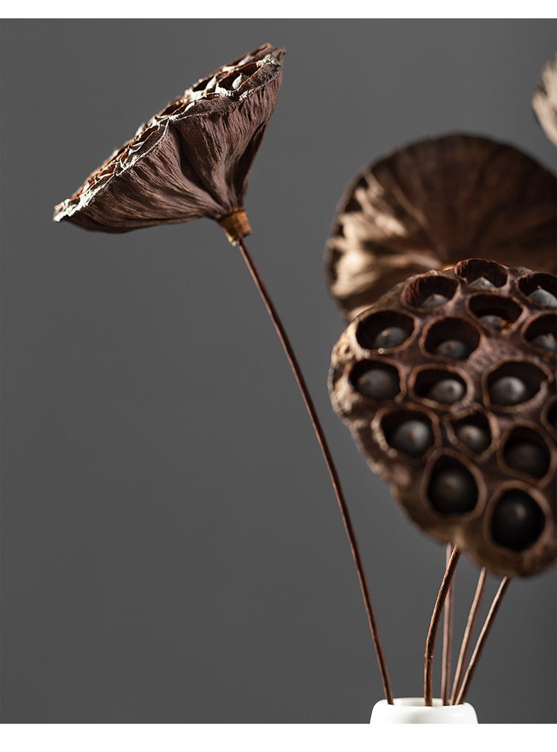 Dried Lotus Pods on Stem,natural Dried Lotus Pods,decoration,dried ...