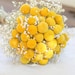10/20/30 Stems Dried Billy Ball Dry Craspedia, Golden Ball Billy Buttons Dried Flower Floral ...