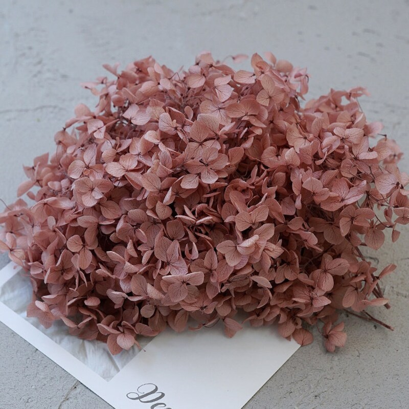Preserved Hydrangea - Etsy