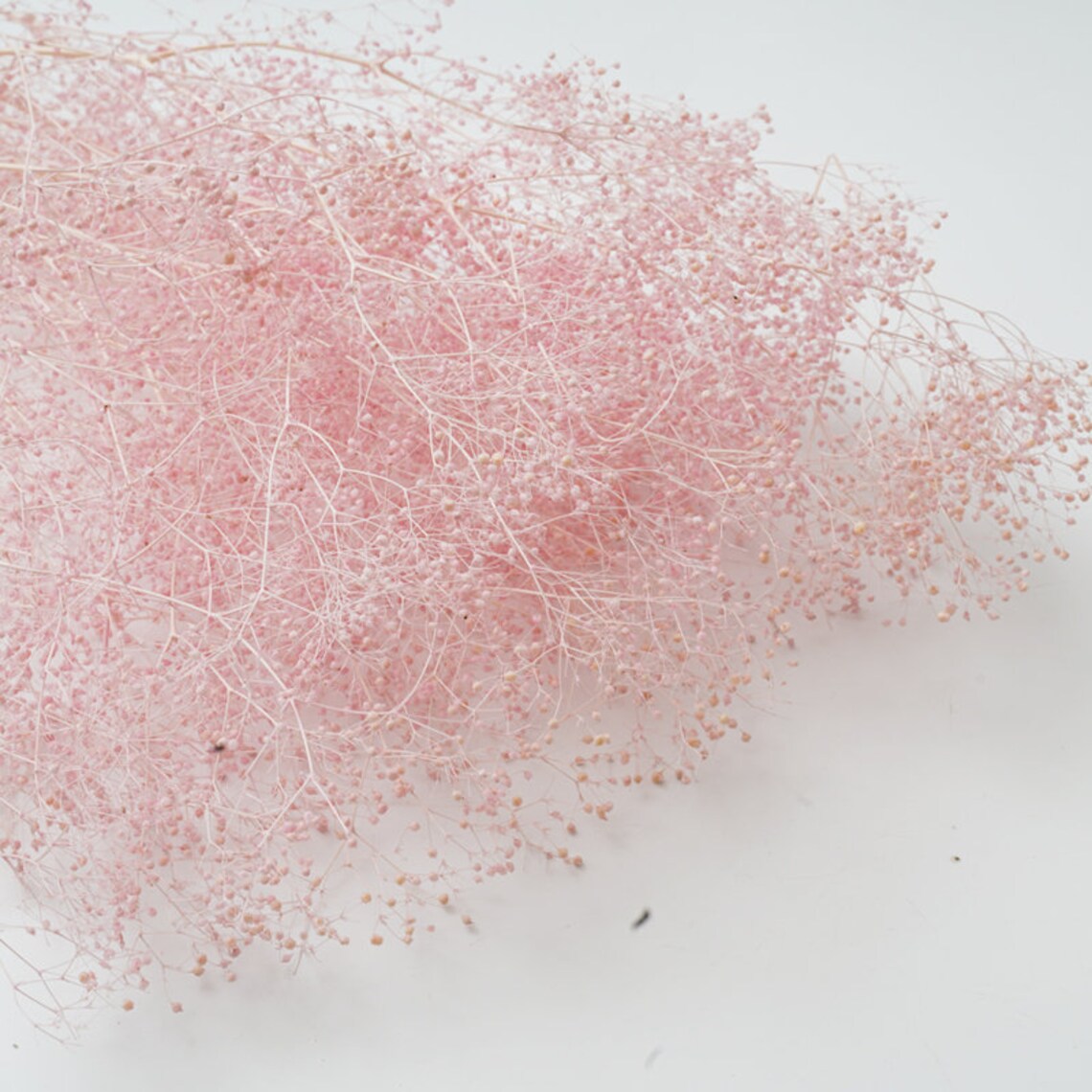 Colorful Dried Gypsophila Paniculata Baby'sbreath Real | Etsy