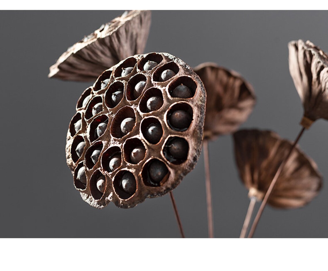 Dried Lotus Pods on Stemnatural Dried Lotus | Etsy