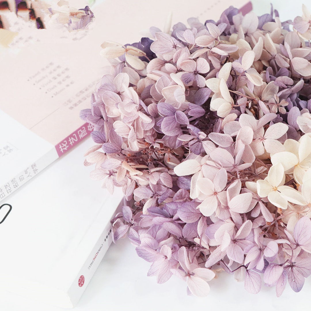 Purple Dried Flower Real Preserved Flower Preserved Hydrangea Small ...