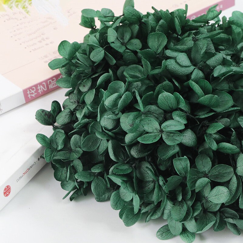 Green Hydrangeas - Etsy