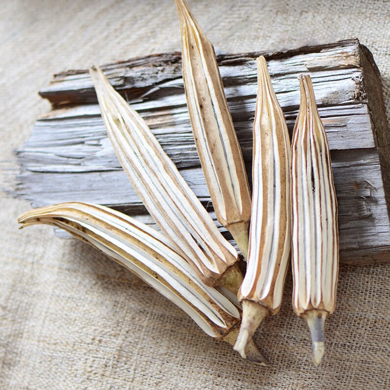Dried Okra Pods Natural Decor Okra Pods Dried Decornatural - Etsy
