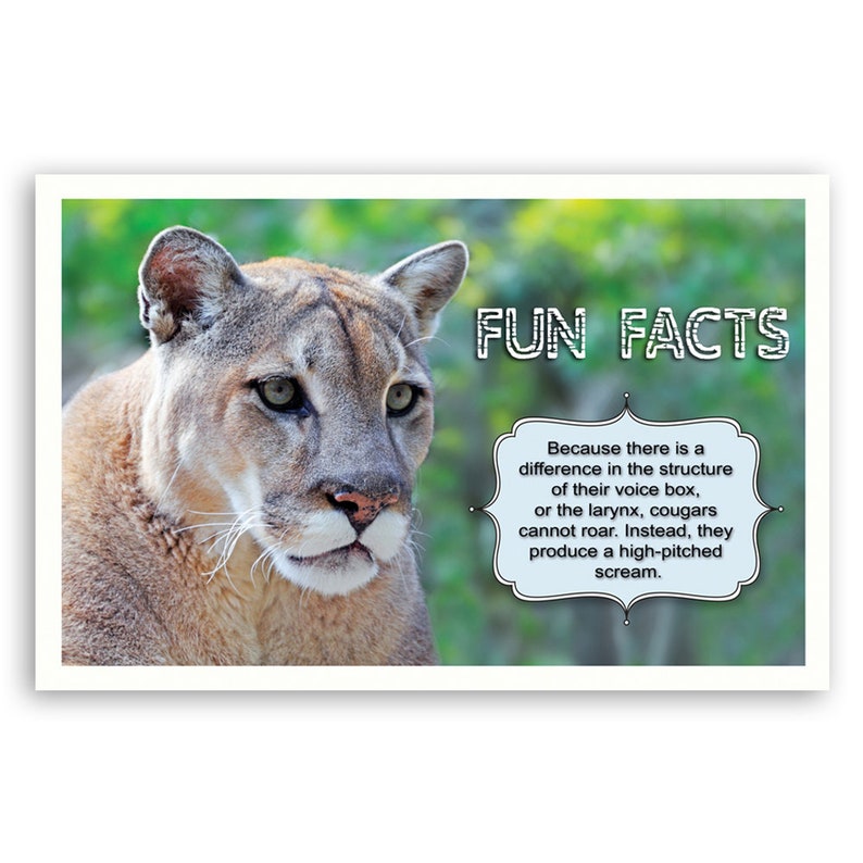 FUN FACTS Postcard Set of 20. Post Card Variety Pack With Trivia and ...
