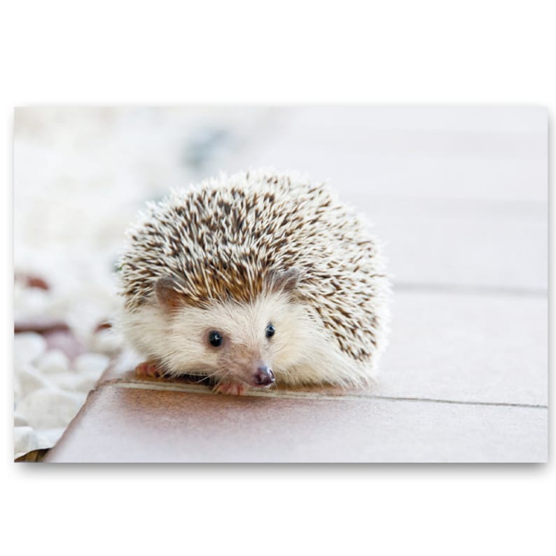 BABY ANIMALS Postcard Set of 20 Postcards. Animal Babies Post Card ...