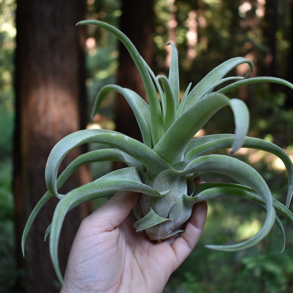 Large Air Plant - Etsy