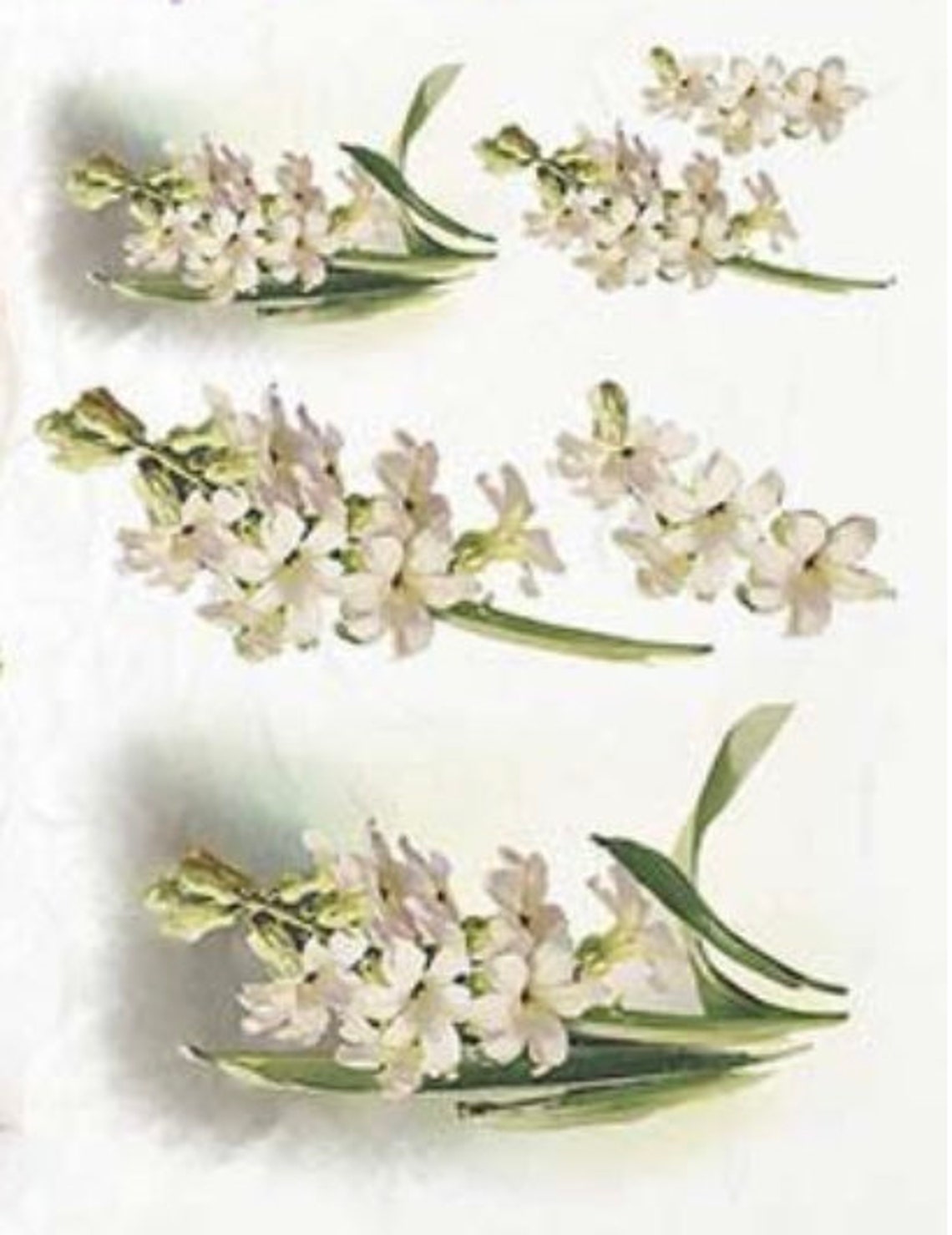 A3 3 Dimensional Flowers, Set of 4 Flowers to Create With Rice Paper ...