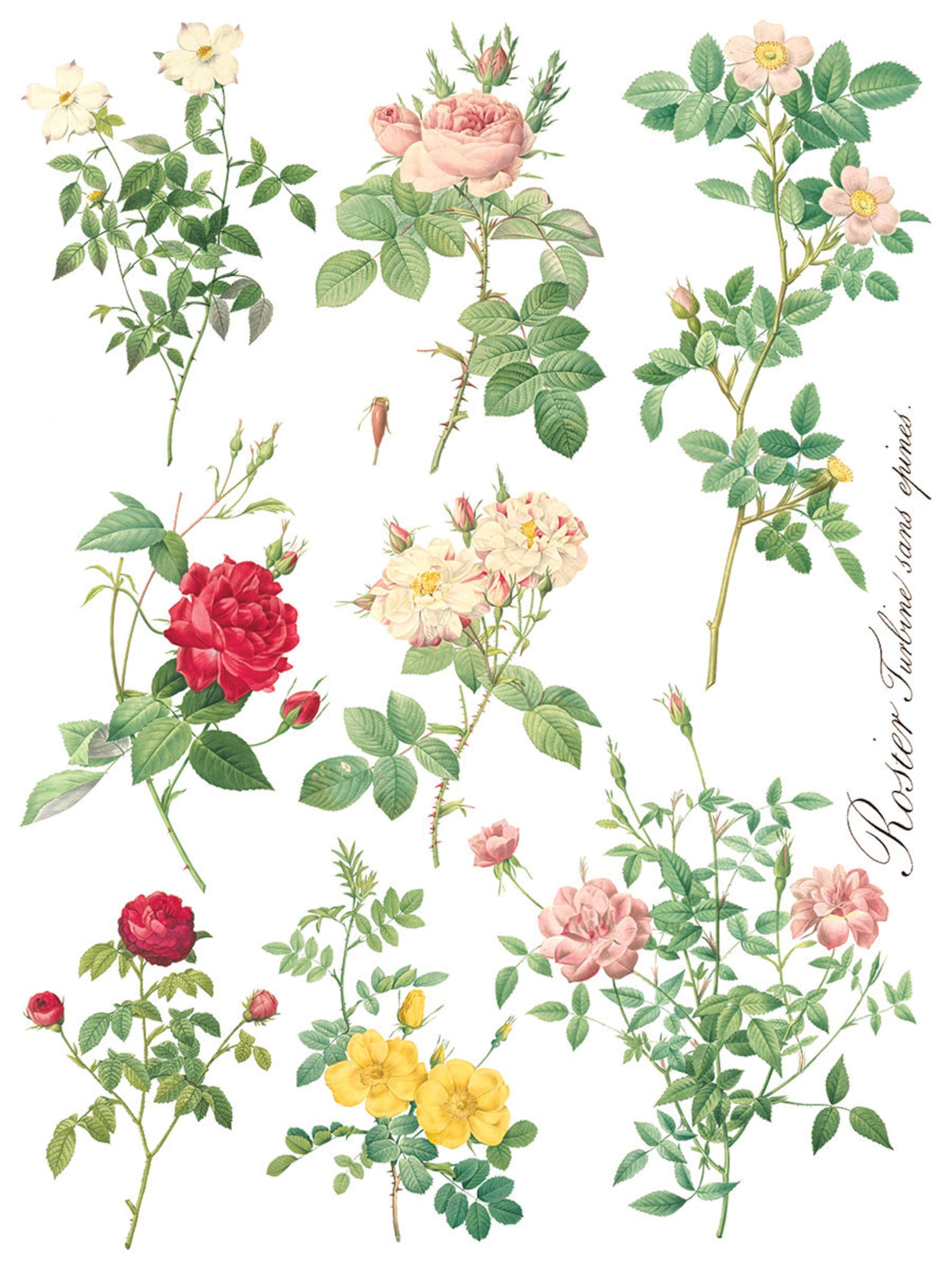 New IOD Rose Botanical Rub on Transfer, FREE SHIPPING, 8 Pages, 12 X16 ...