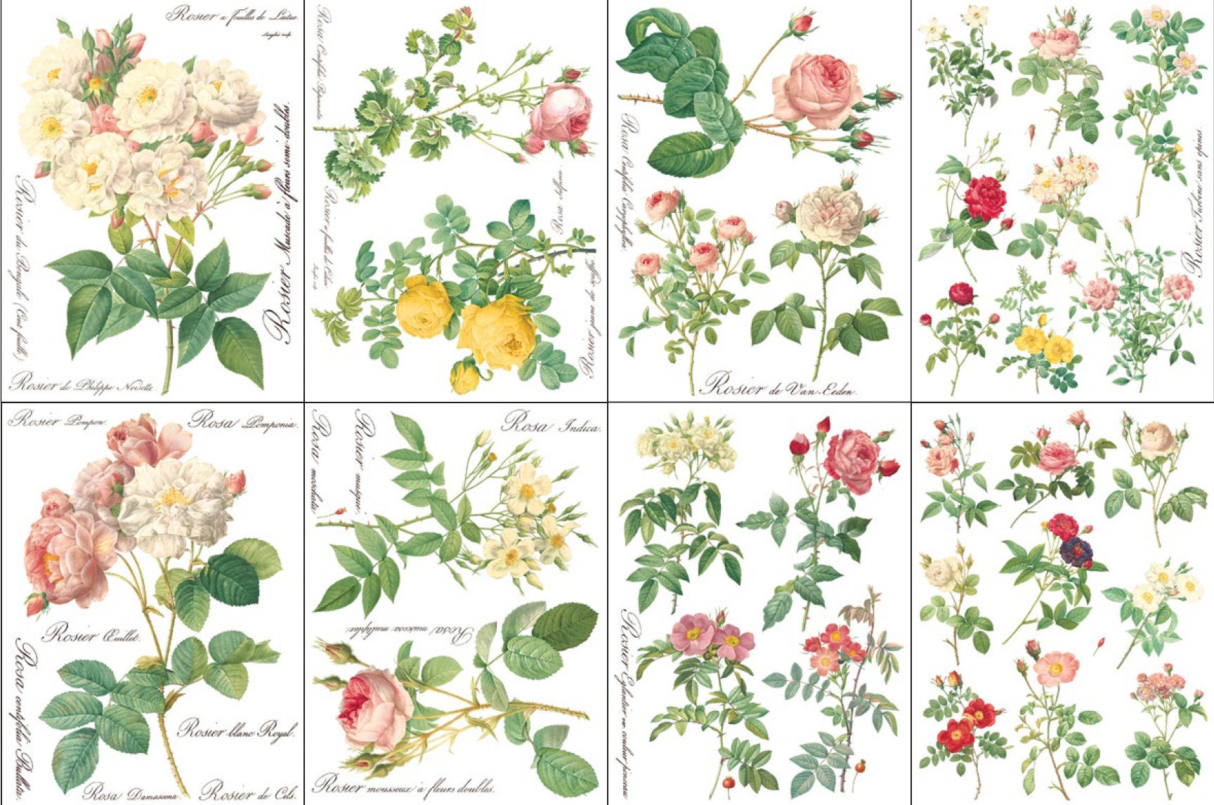 New IOD Rose Botanical Rub on Transfer, FREE SHIPPING, 8 Pages, 12 X16 ...