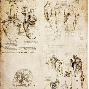 A4 Old Anatomy Decoupage Rice Paper: A Pickers Palace EXCLUSIVE - Etsy