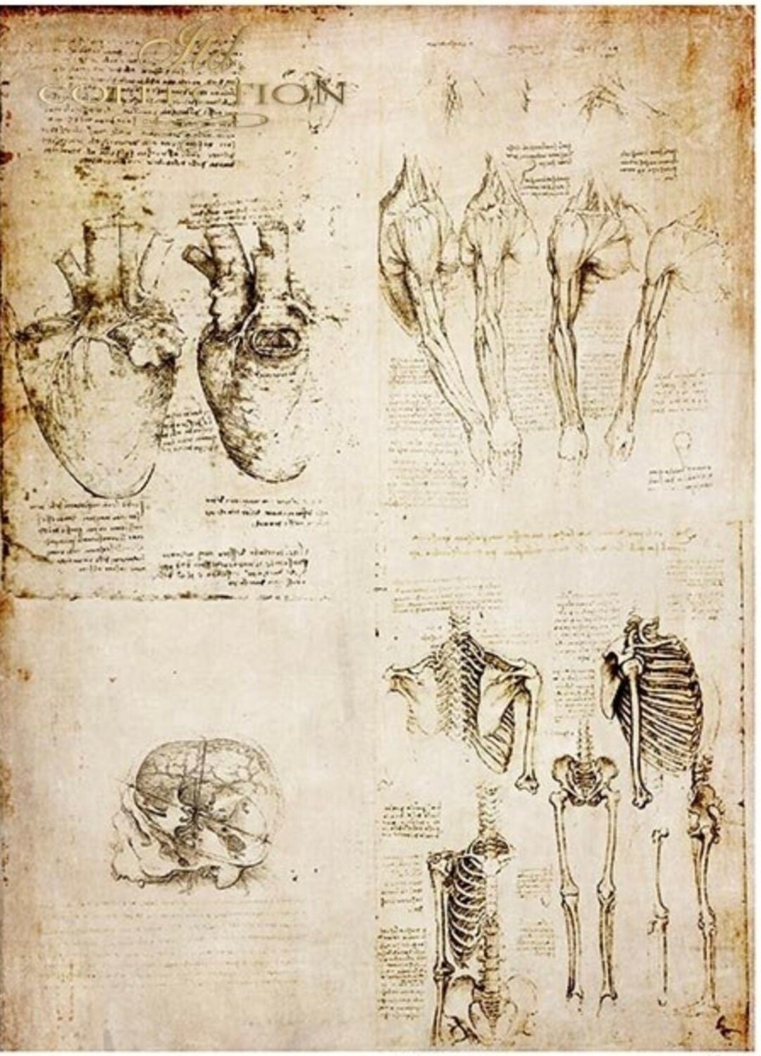 A4 Old Anatomy Decoupage Rice Paper: A Pickers Palace EXCLUSIVE - Etsy