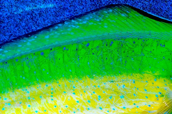 Mahi Mahi Skin Leather