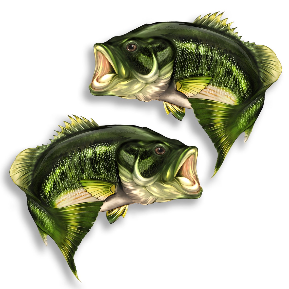 Largemouth Bass Fish Sticker 12 Inch Pair of Large Mouth - Etsy