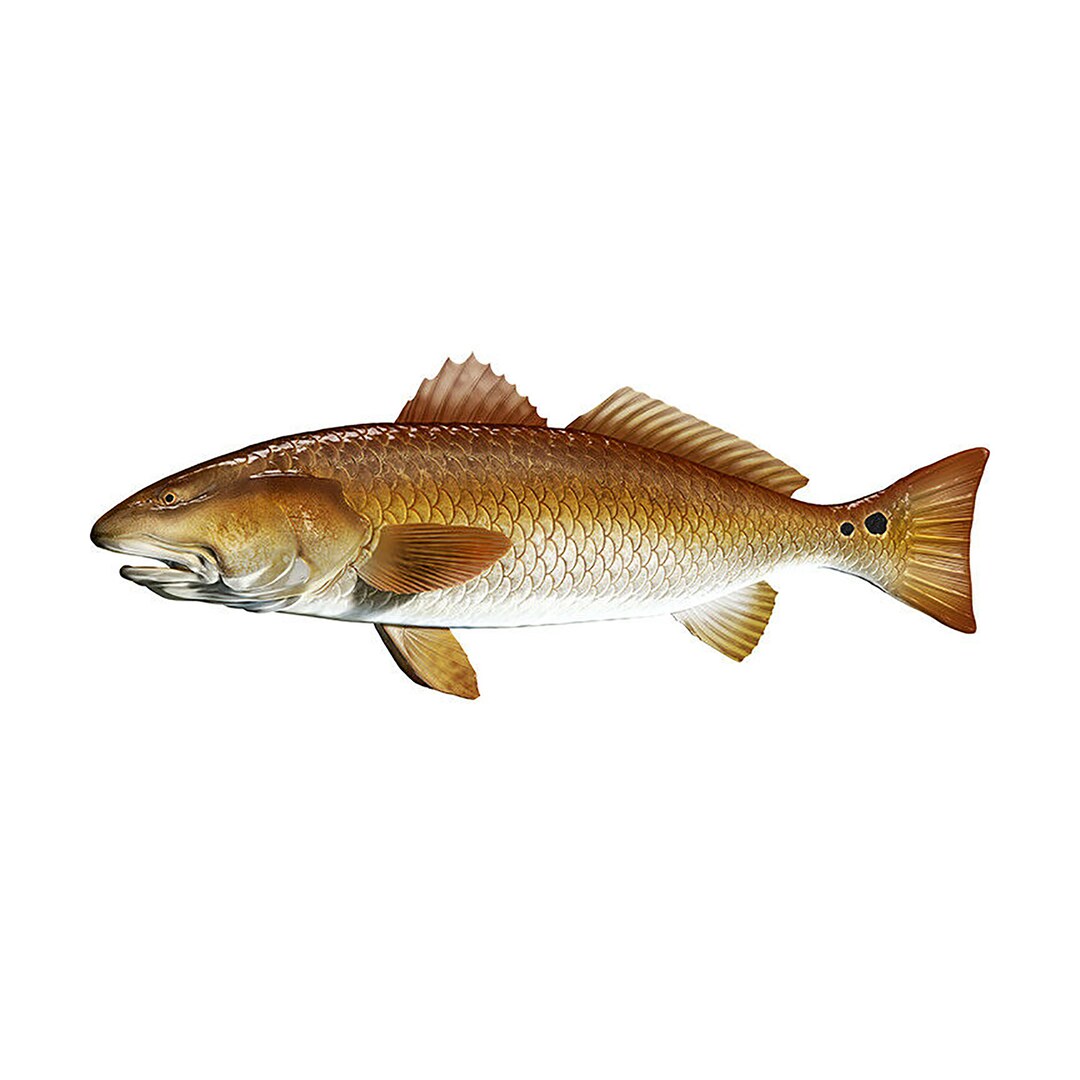 7" Redfish Red Fish Sticker Vinyl Fishing Drum Cup Laptop Boat Car ...