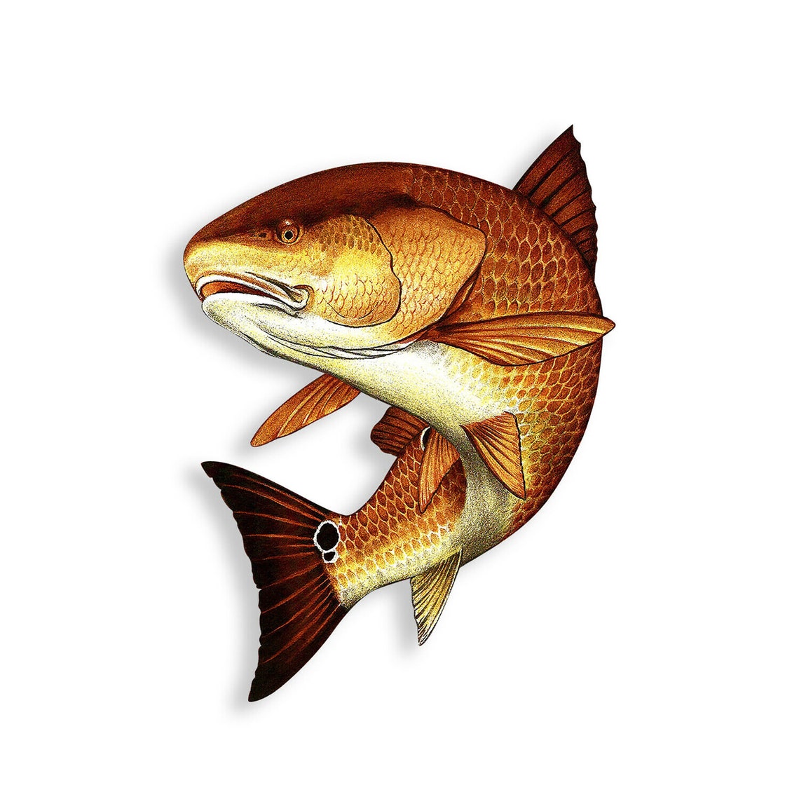 5" Redfish Swim Red Fish Sticker Vinyl Fishing Drum Cup Laptop Boat ...