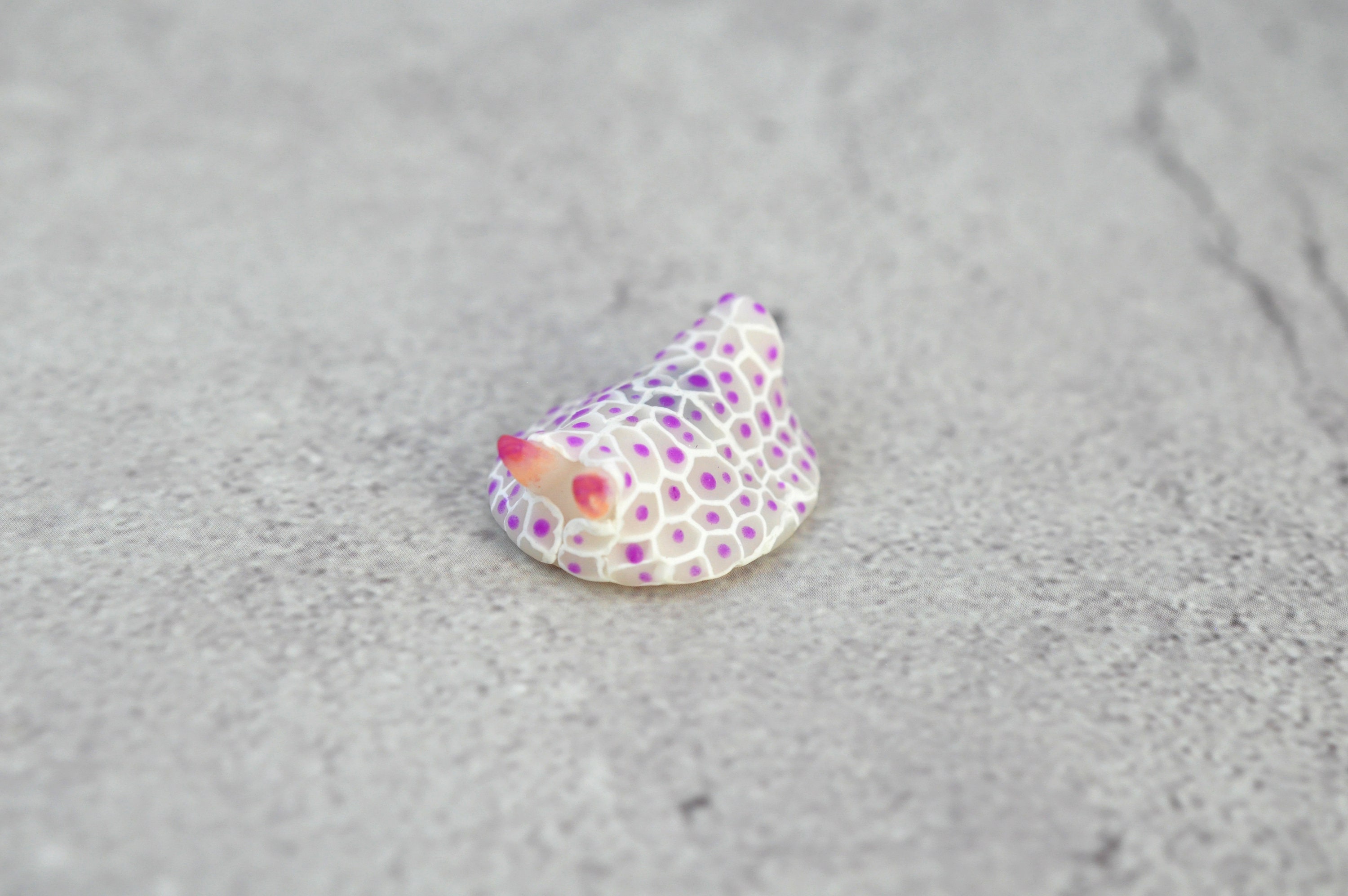 Nudibranch , Sea Slug Polymer Clay for Gifts , Diving Gift, Decorate ...