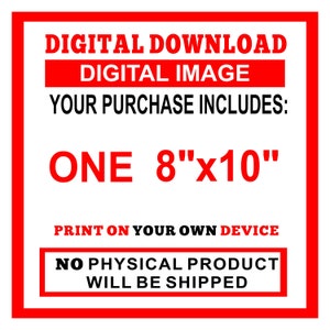 8"x10" DIGITAL DOWNLOAD Print Jesus Divine Mercy Multiple Sheet English ...