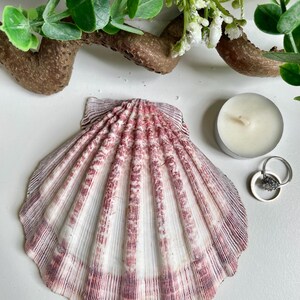 XL Scallop Shell Trinket Dish, Red Poppies Shell Ring Dish, Seashell ...