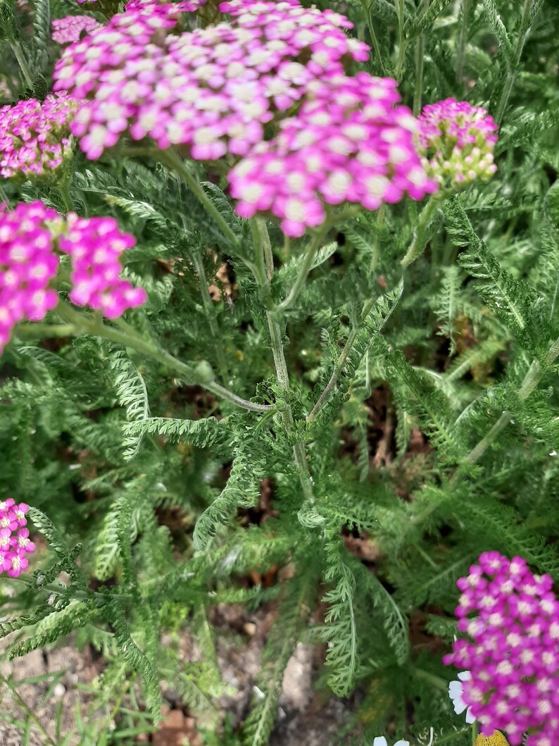 200 Pink Yarrow Seeds Achillea millefolium Yarrow Seeds | Etsy