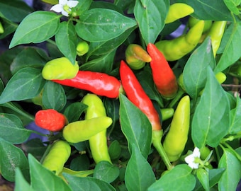 Thai Chili Seeds | Etsy