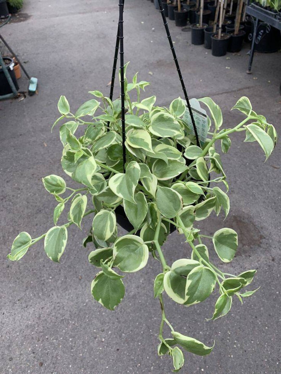 Peperomia Scandens Distichia 'cupid' 'frost' - Etsy