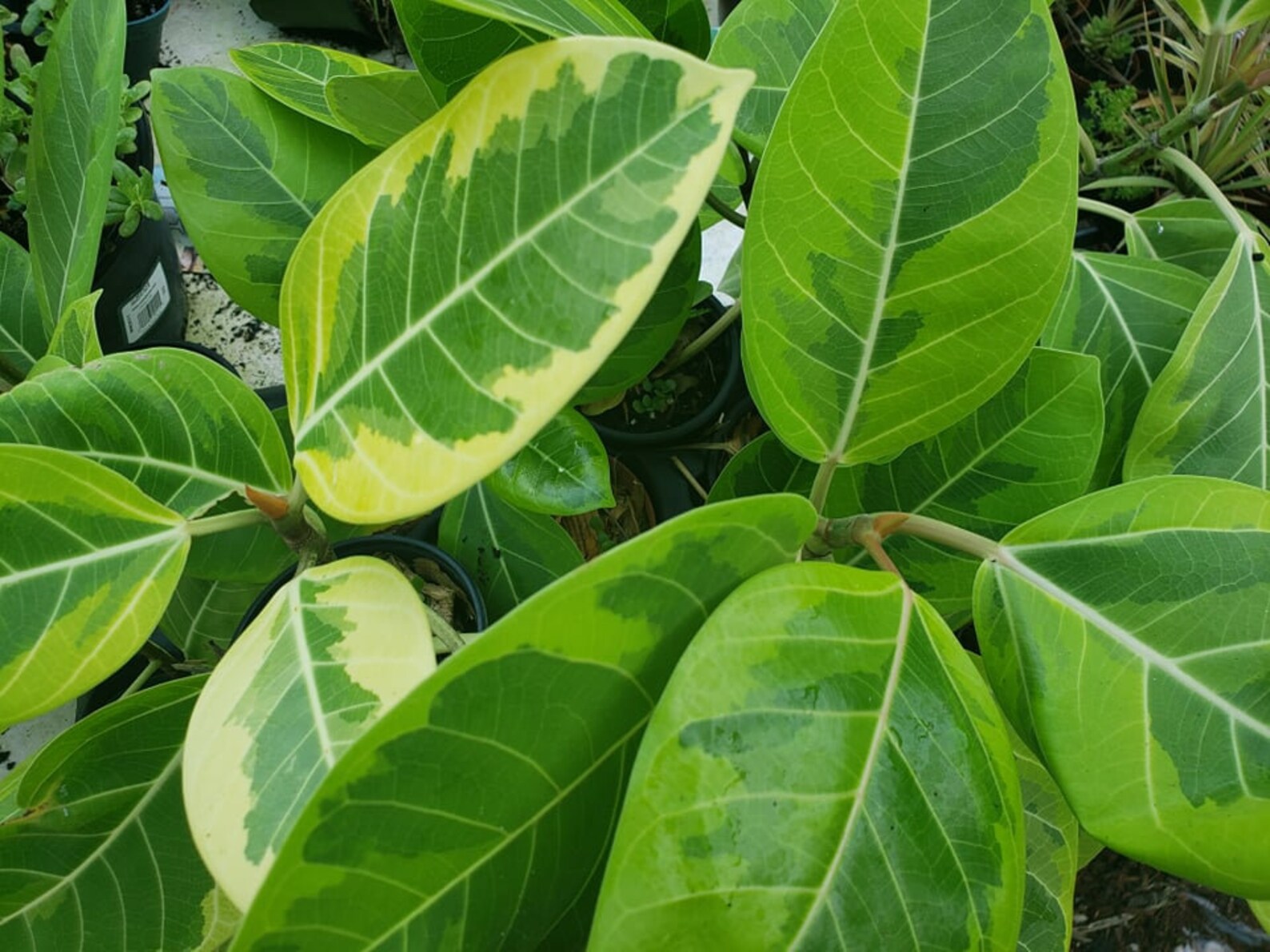 Ficus Altissima Variegated Golden yellow Gem | Etsy