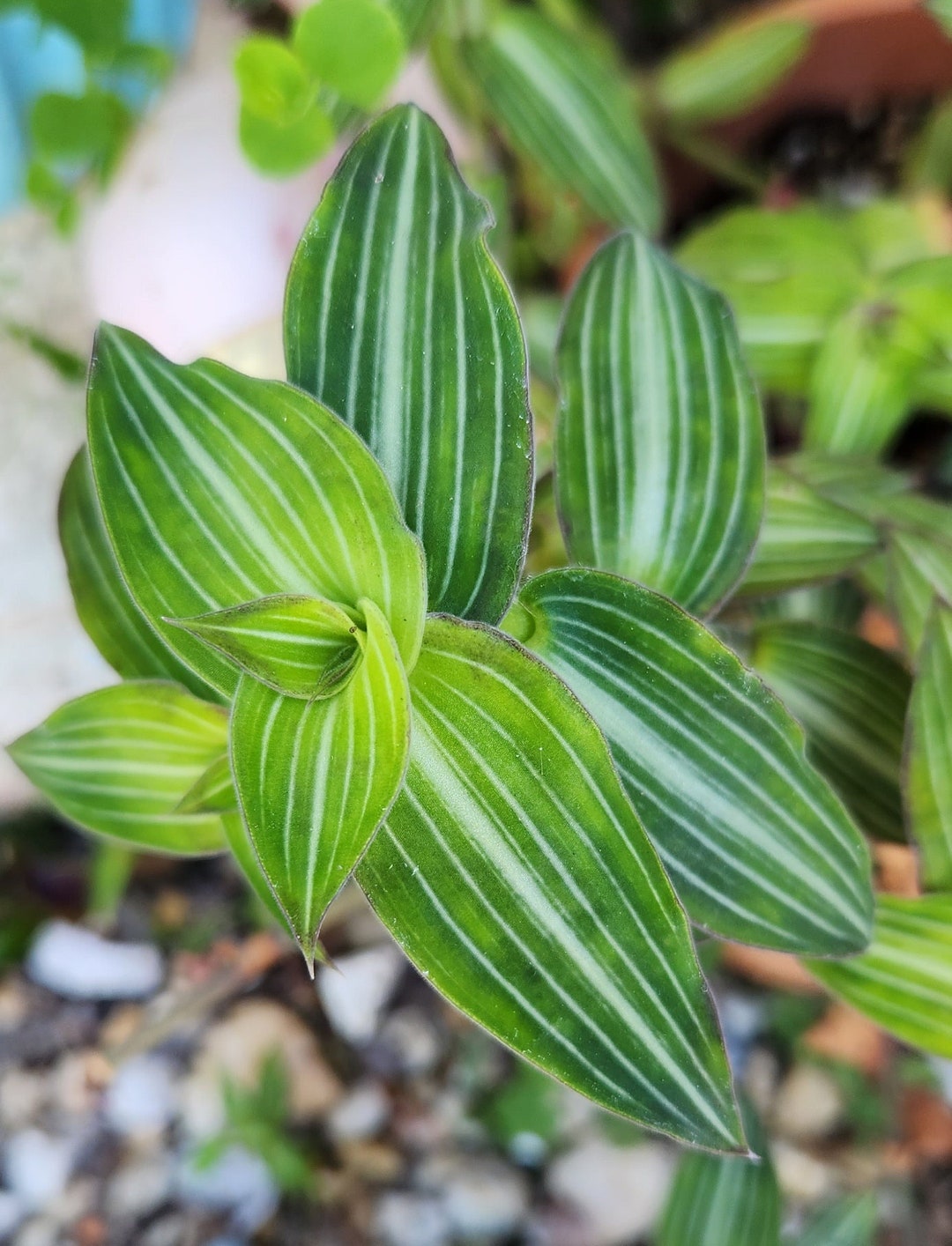 Callisia Gentlei Var. Elegans - Wandering Jewel - Striped Inch Plant - Etsy