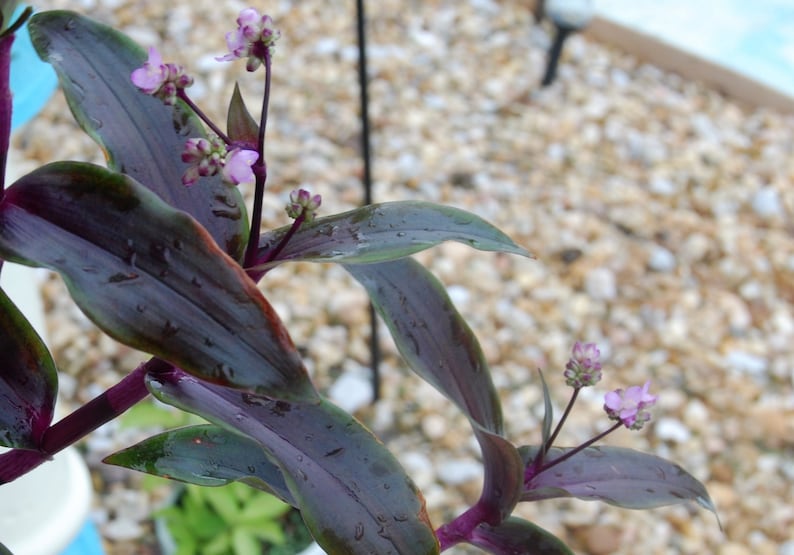 Tripogandra Serrulata - Purple Scimitars - Flowering Tradescantia ...
