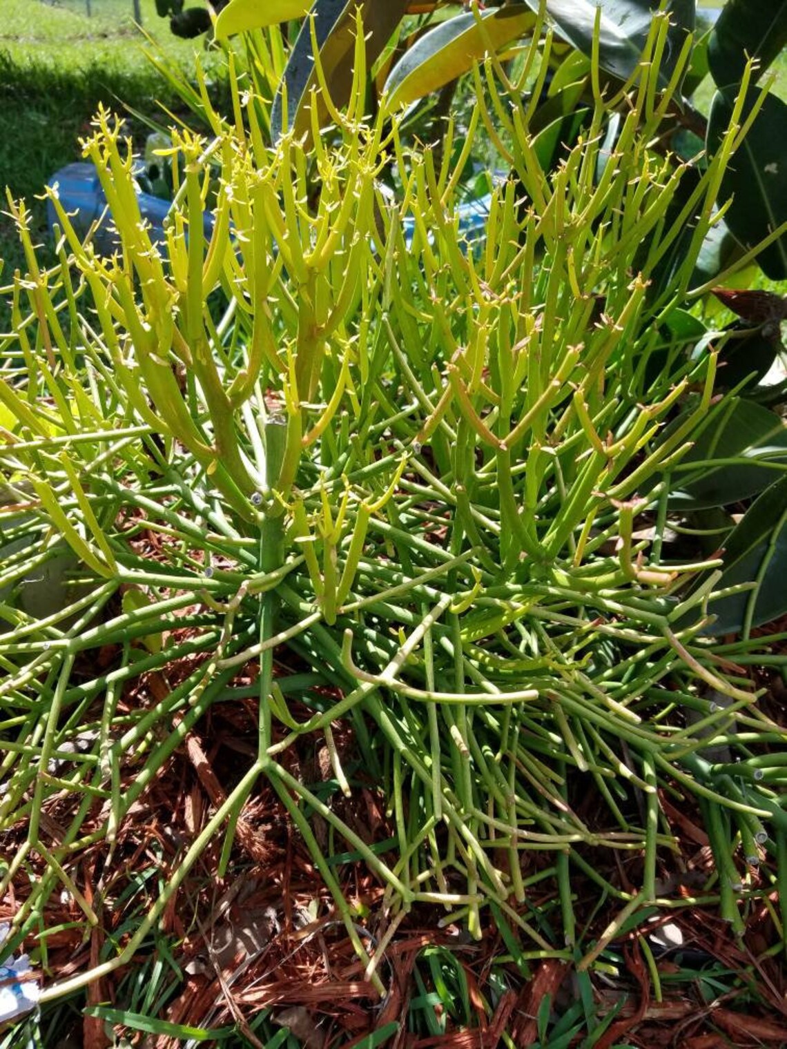 Spineless Pencil Cactus Sticks on Fire Euphorbia Tirucalli Succulent ...