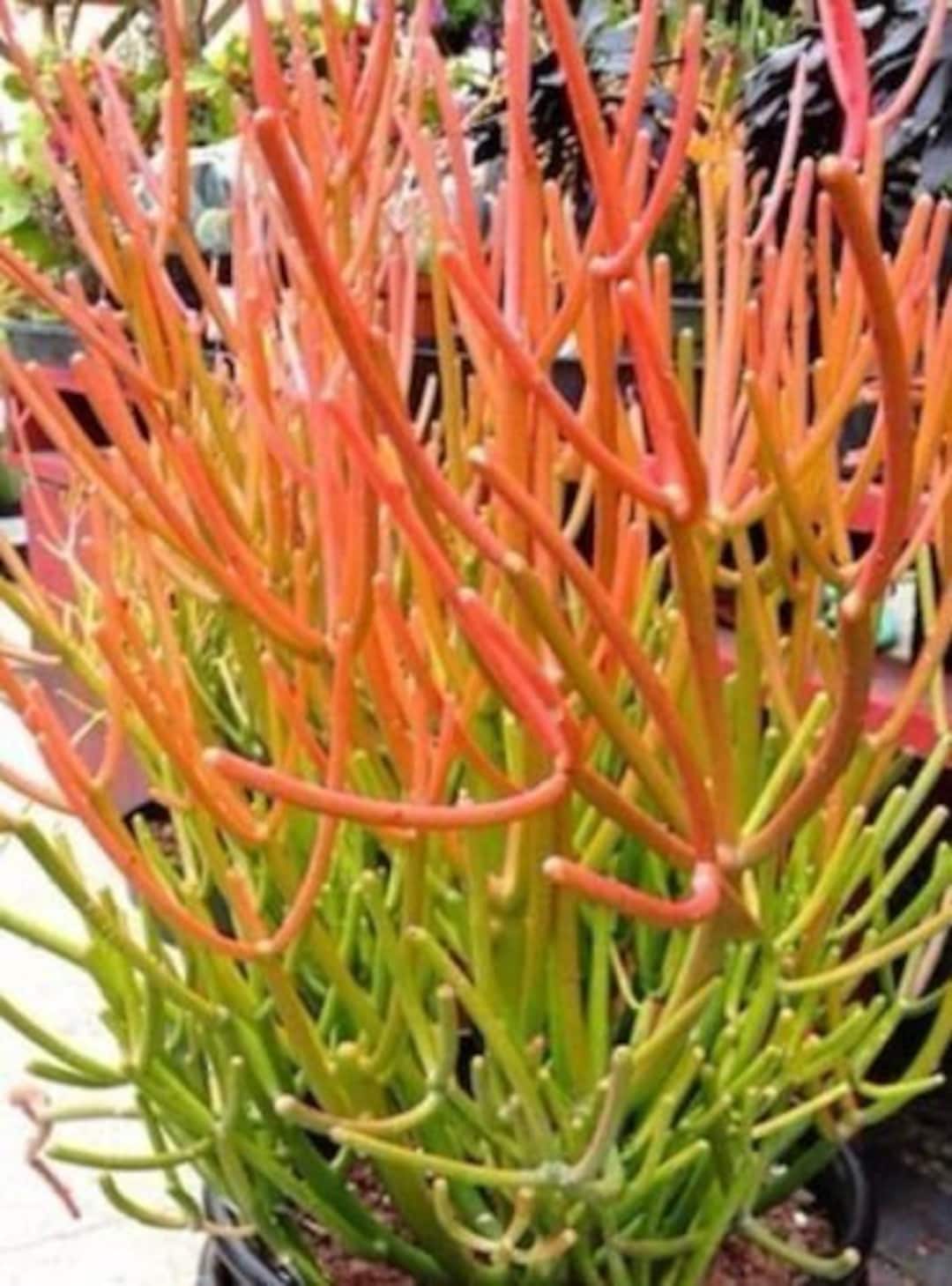 Spineless Pencil Cactus Sticks on Fire Euphorbia Tirucalli Succulent ...