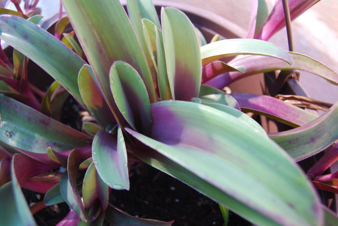 Setcreasea Tradescantia Pallida Tampicana Cyanotis Arachnoidea Purple ...