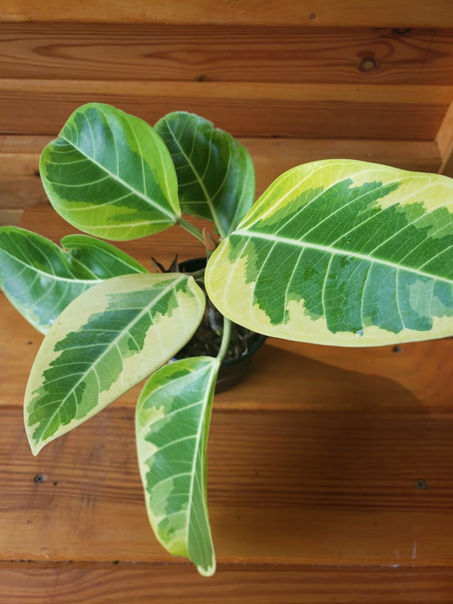 Ficus Altissima Variegated Golden yellow Gem | Etsy