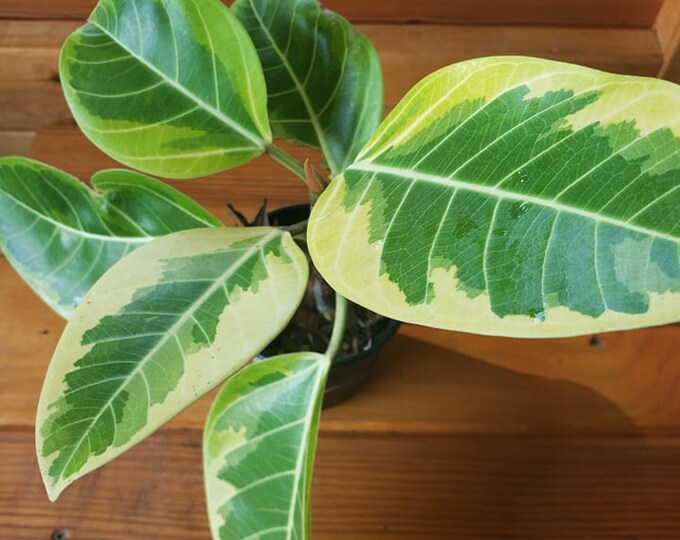 Ficus Altissima Variegated Golden yellow Gem Rubber Tree Rooted Starter ...