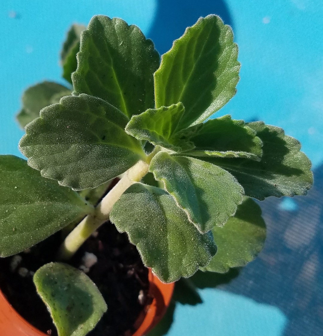 Plectranthus Neochilus – Solid Green Fuzzy Lobster Flower Aromatic ...