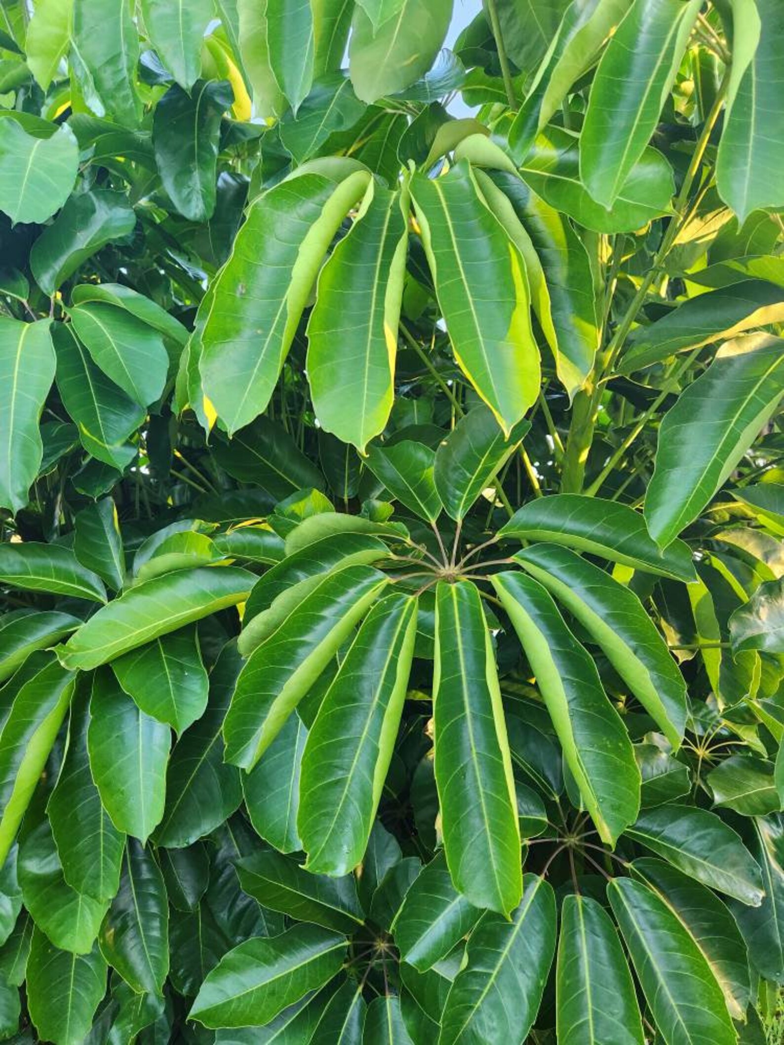 Australian Umbrella Tree Plant Schefflera Actinophylla - Etsy
