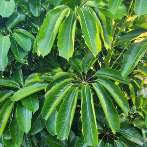 Australian Umbrella Tree Plant Schefflera Actinophylla - Etsy