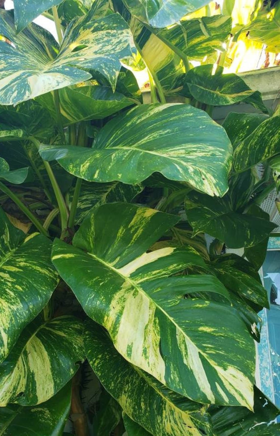 Giant Fenestrated Golden Queen Hawaiian Pothos Vine Epipremnum - Aerial ...