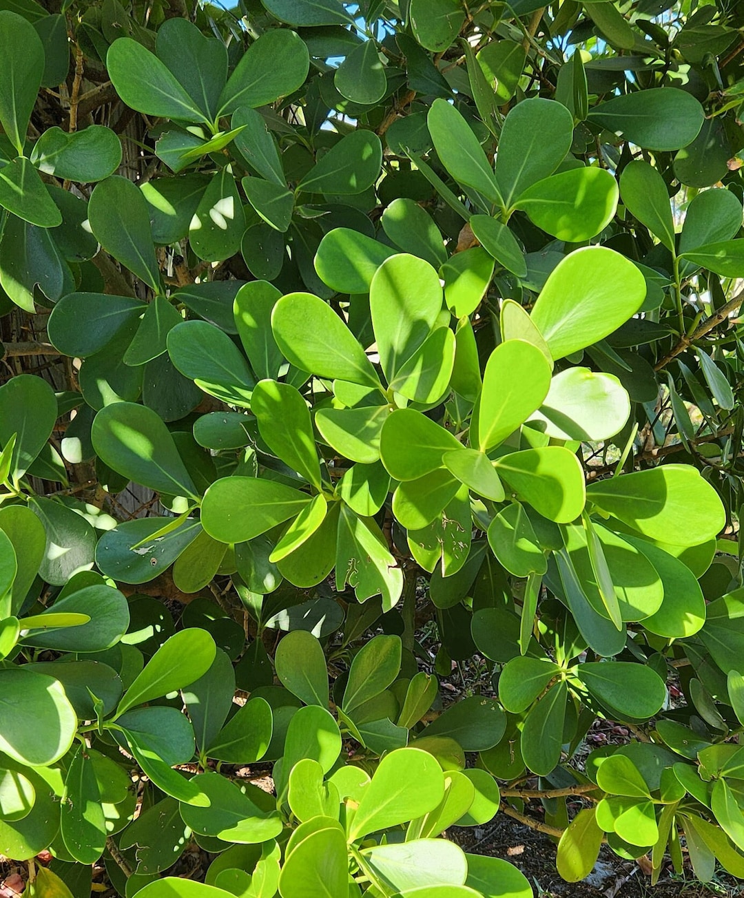 Clusia Rosea - Autograph Tree - Pitch Apple Shrub - Small Rooted ...