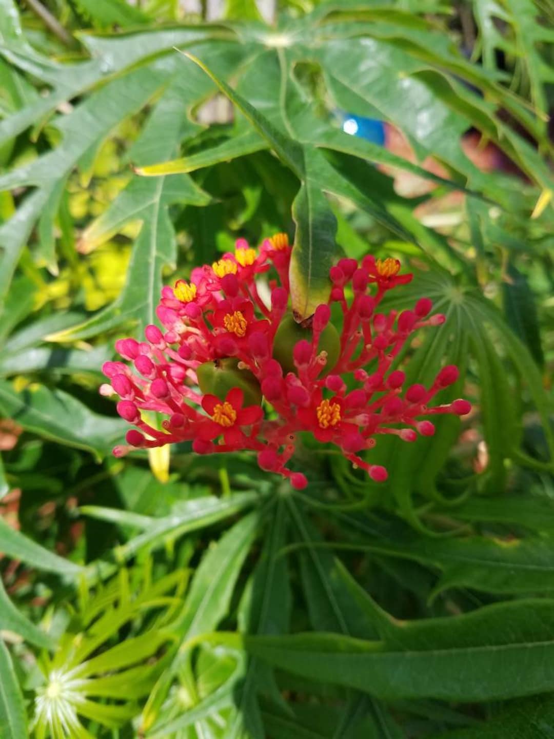 Jatropha Multifida - Flowering Coral Tree Bush - ROOTED Starter Plant ...