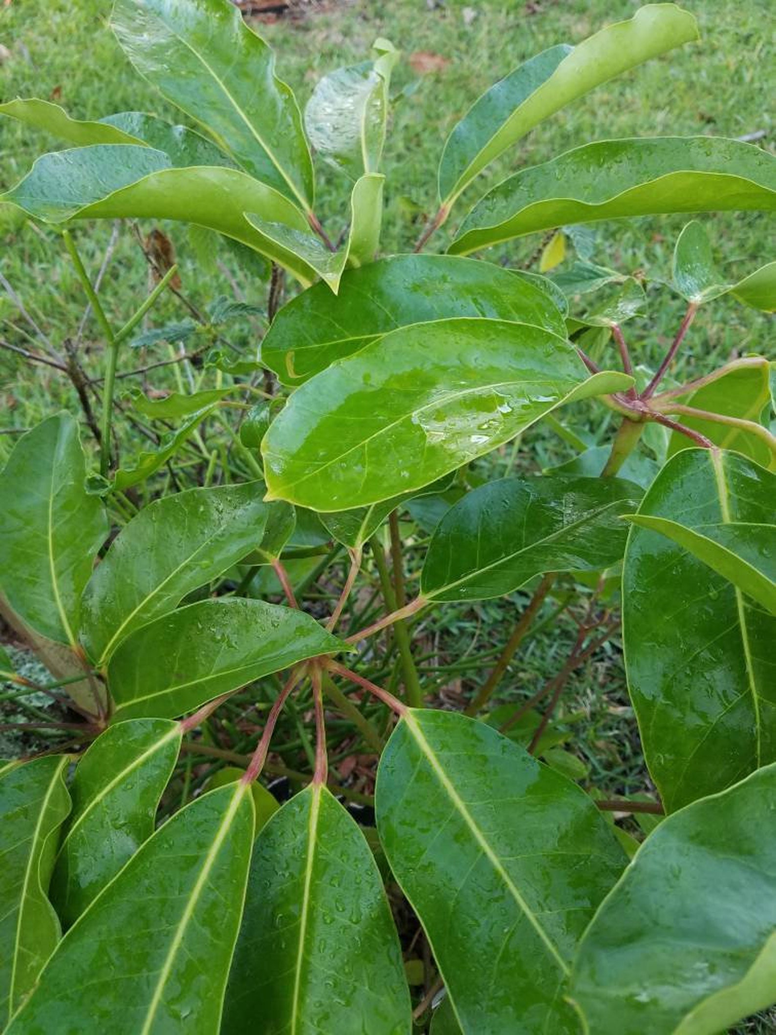 Australian Umbrella Tree Plant Schefflera Actinophylla - Etsy