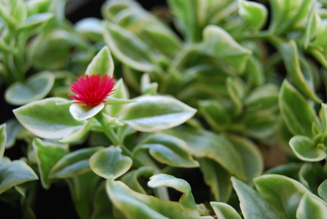 Variegated Baby Sun Rose ~ Heart Leaf ~ Ice Plant ~ Trailing Succulent ...