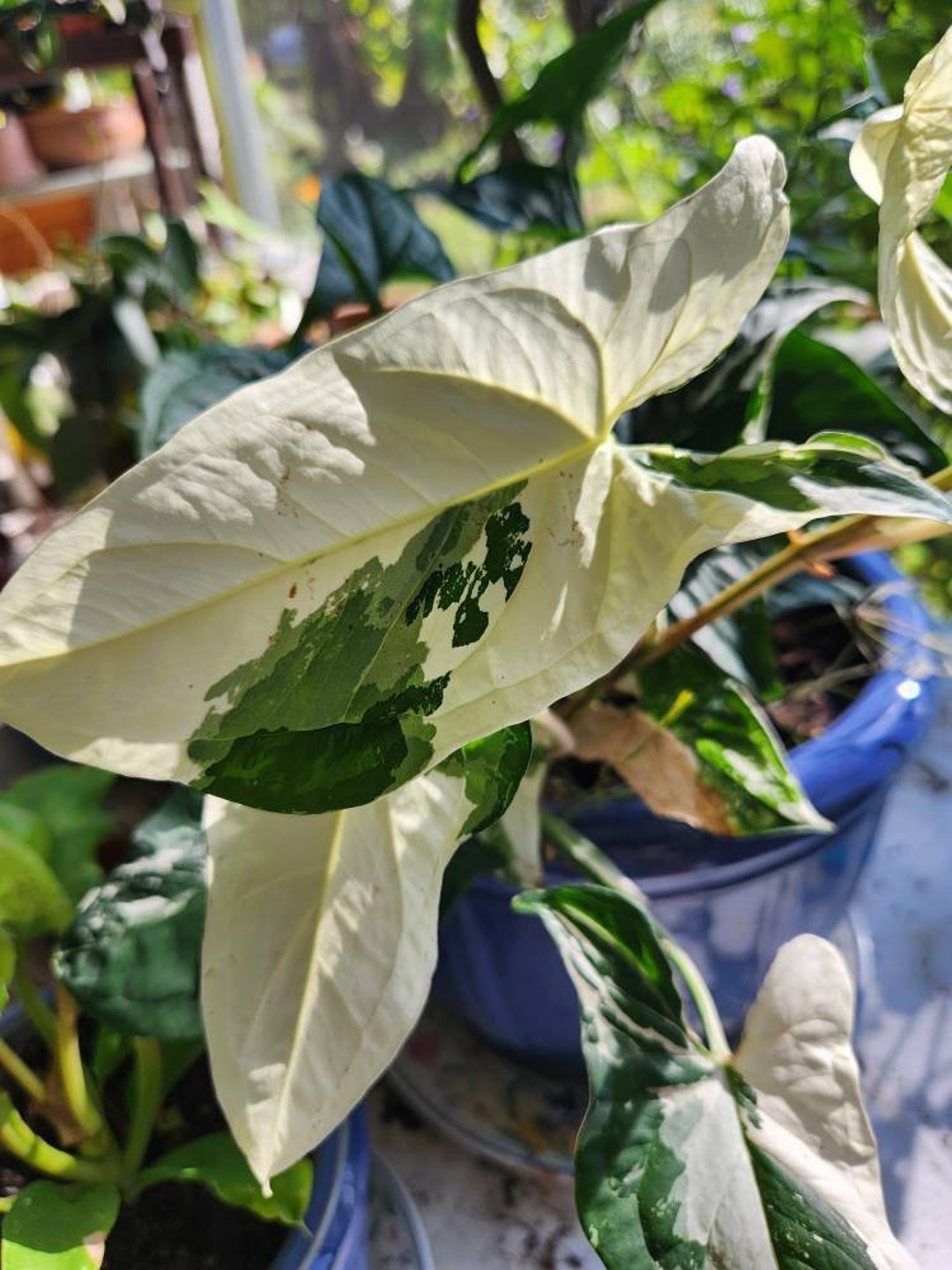 Syngonium Podophyllum Albo-variegatum "marble" White Knight - Etsy