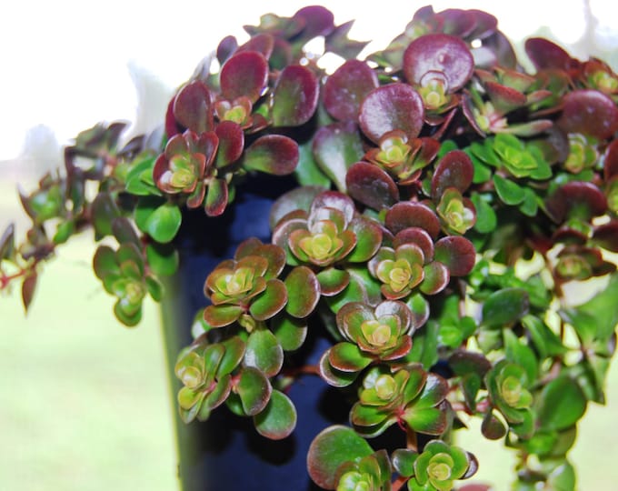 Coral Reef Chinese Stone Crop Sedum Tectractinum Creeping - Etsy