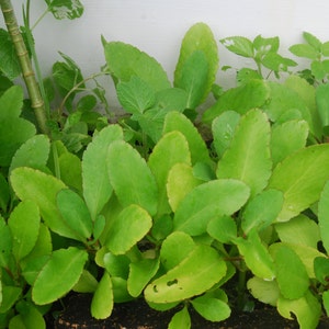 Kalanchoe Pinnata - Miracle Leaf Plant - Life Love Plant - Bryophyllum ...